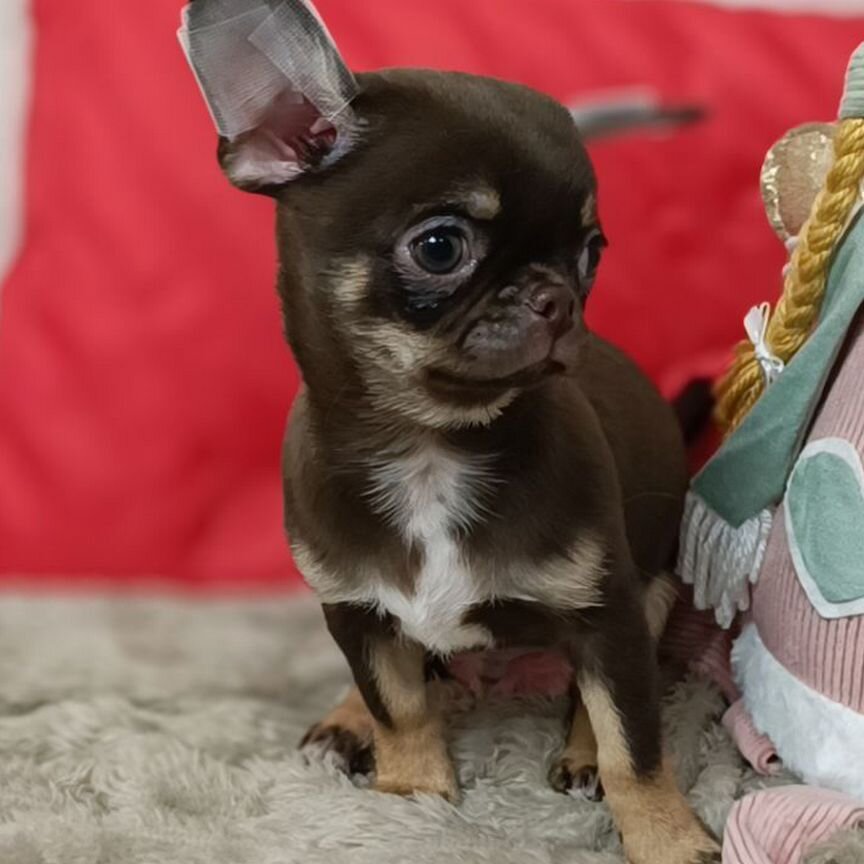 Чихуахуа, щенок