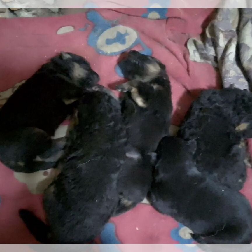 Немецкая овчарка, щенок