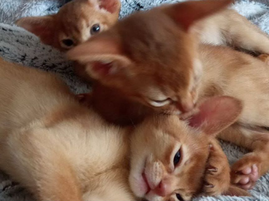 Абиссинские котята