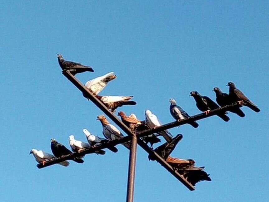 Голуби бойные