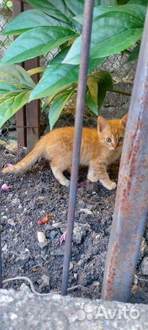 Рыжий котенок