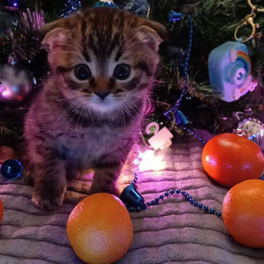 Шотландский вислоухий короткошёрстный котёнок