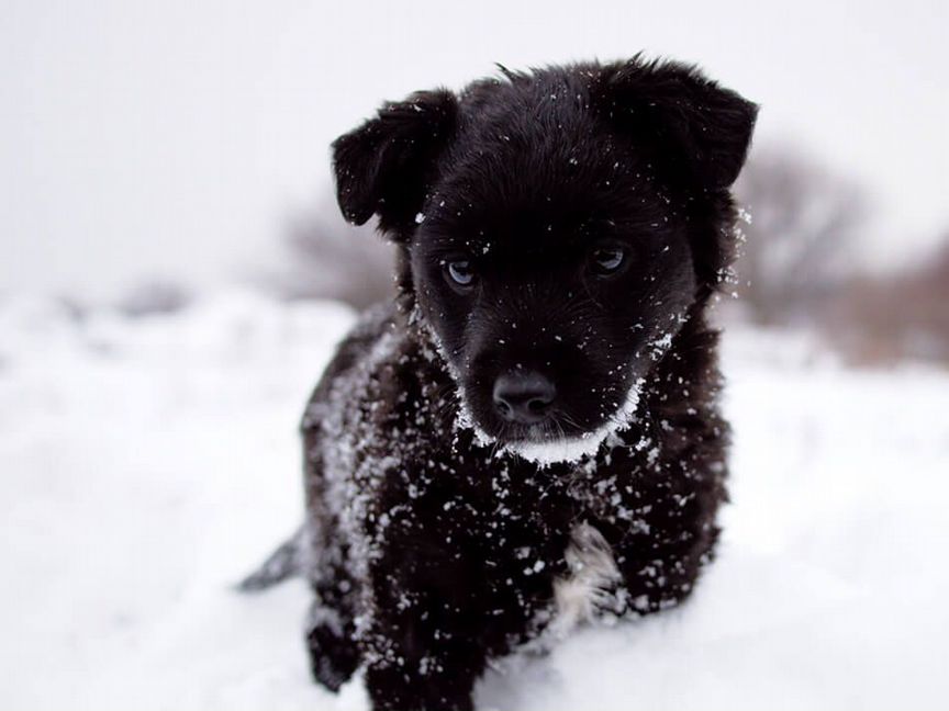 Собака в добрые руки отдам бесплатно