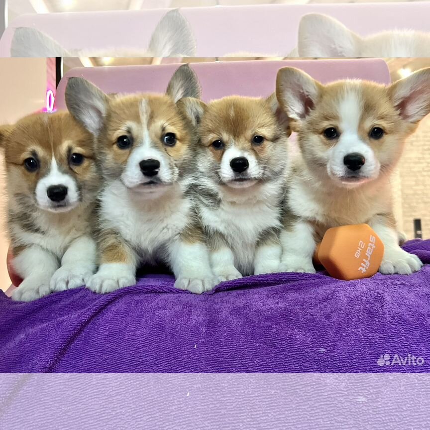 Вельш корги пемброк