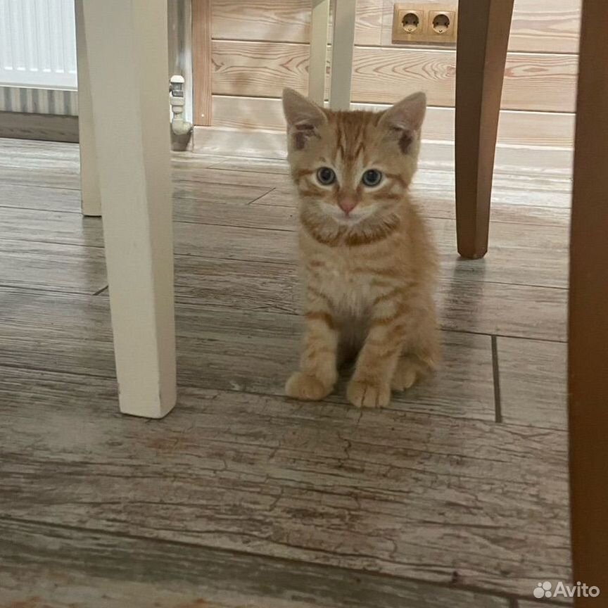 Рыжий парень ищет семью