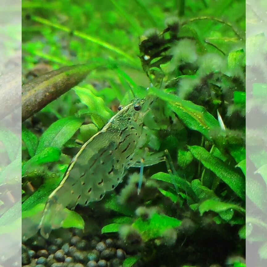 Креветки амано