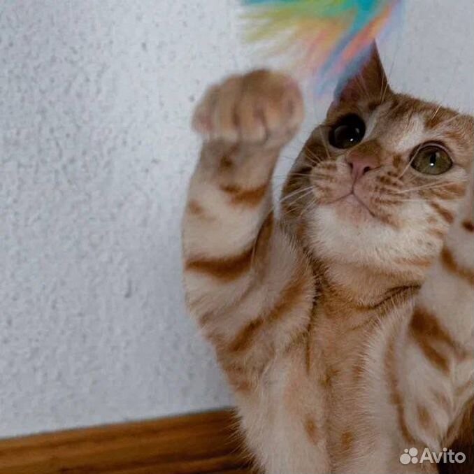 Рыжее игривое солнышко ищет дом в дар