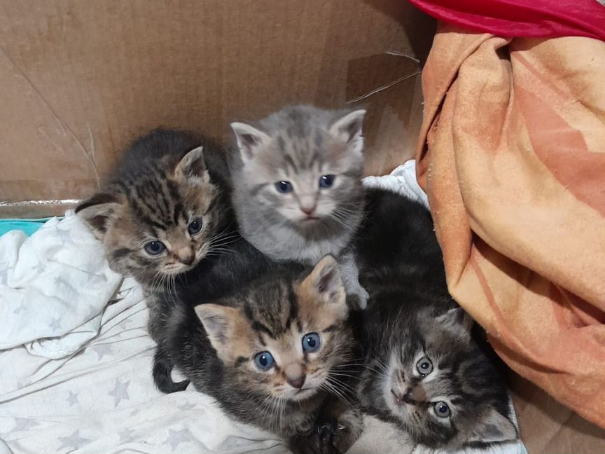 Котята 1 месяц