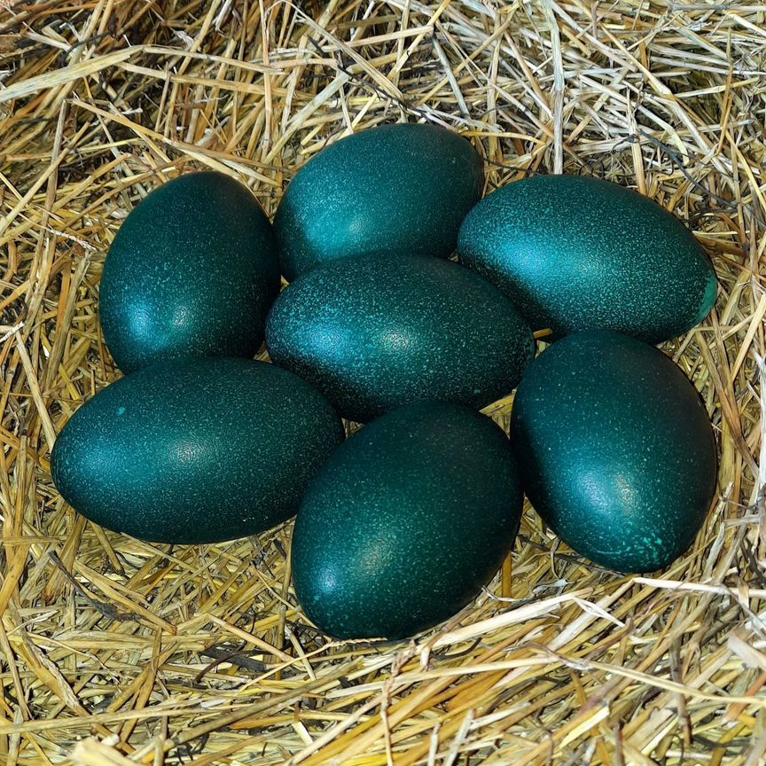 Страусы австр