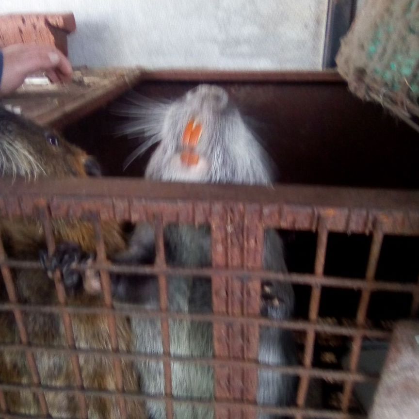 Клетки для нутрий