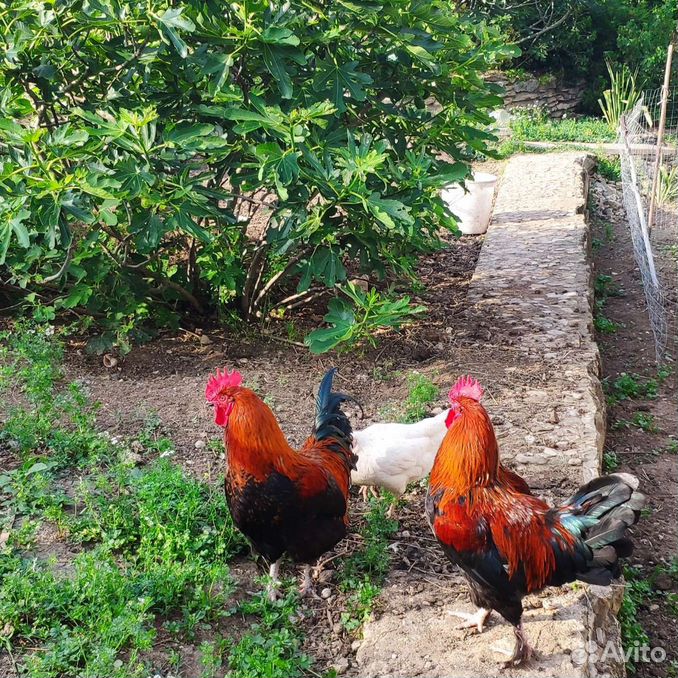 Куры породы маран