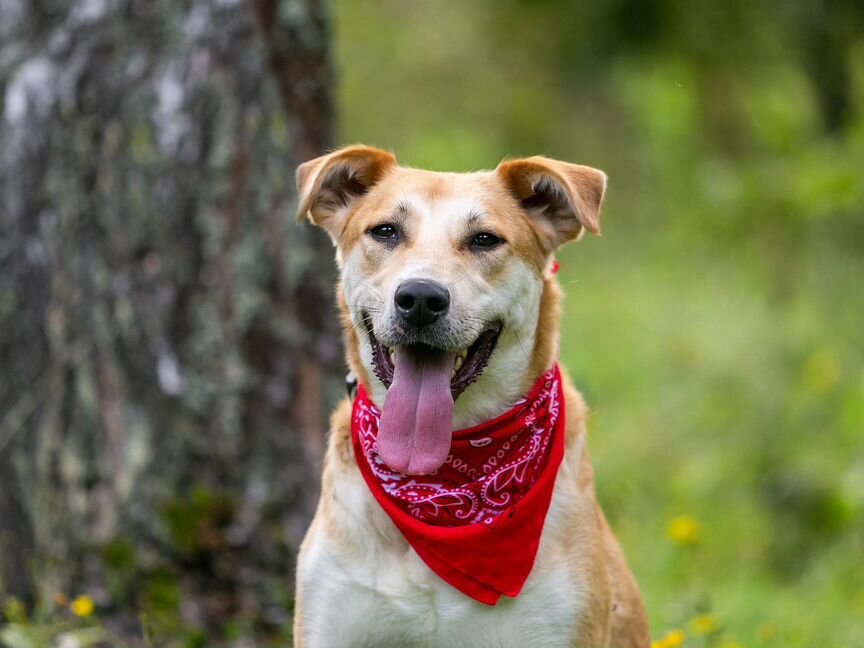 Позитивный пес