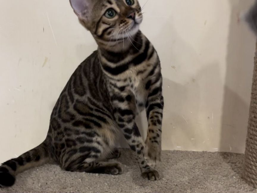 Бенгальская девочка