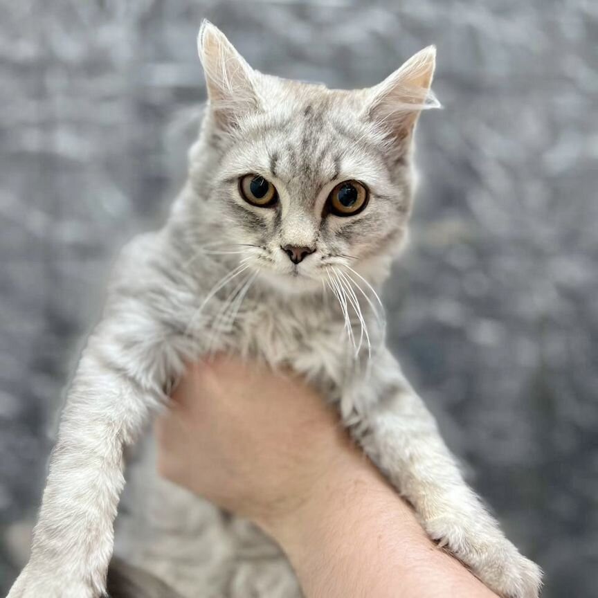 Серые котята-мальчики в добрые руки бесплатно