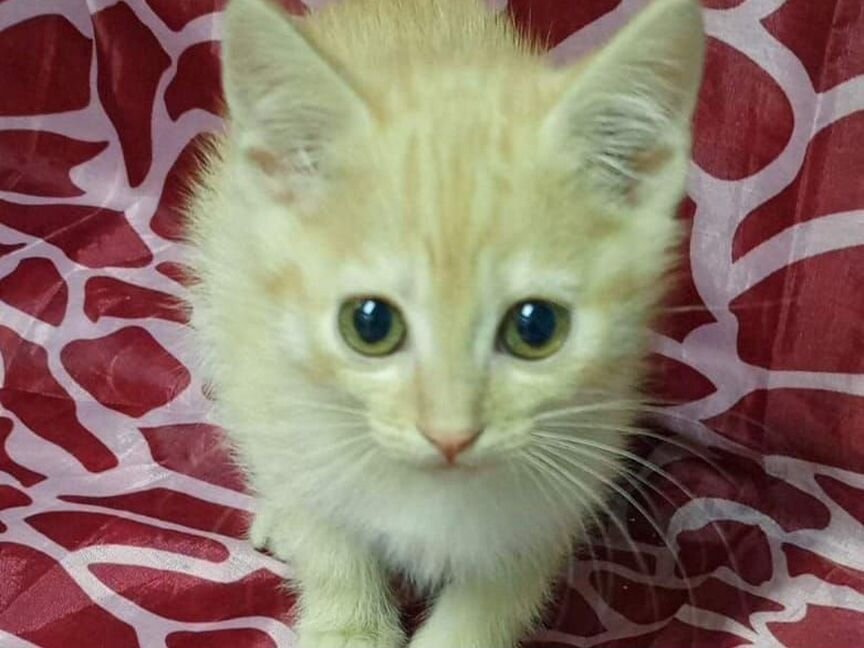 Кошка