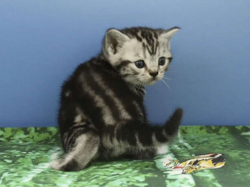 Британский мраморный котик