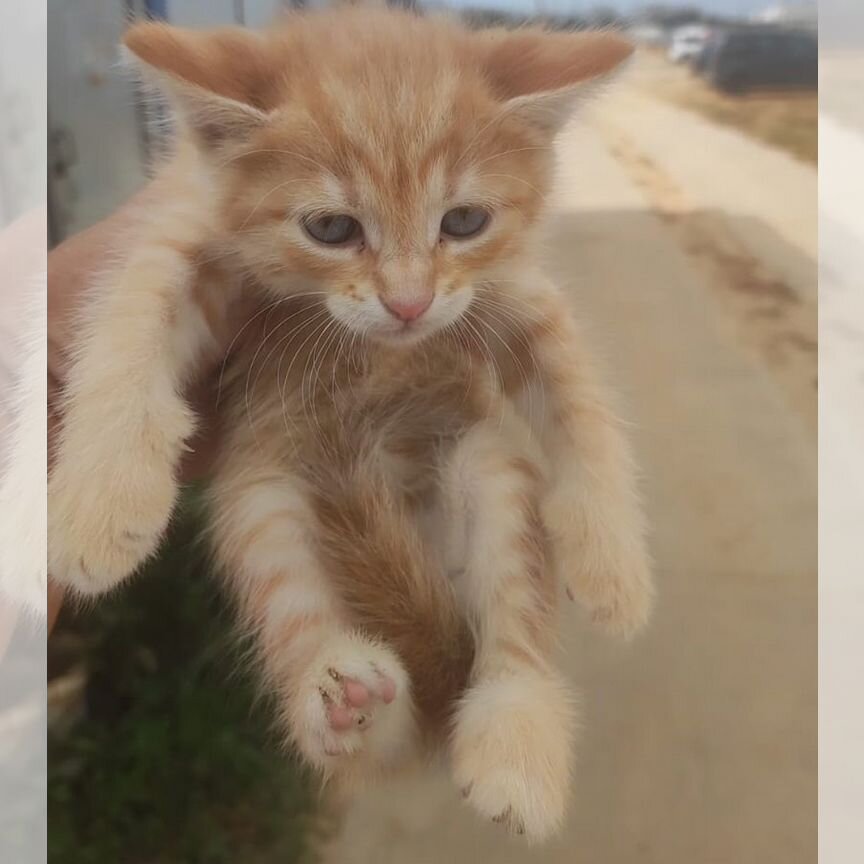 Пристраиваем котят