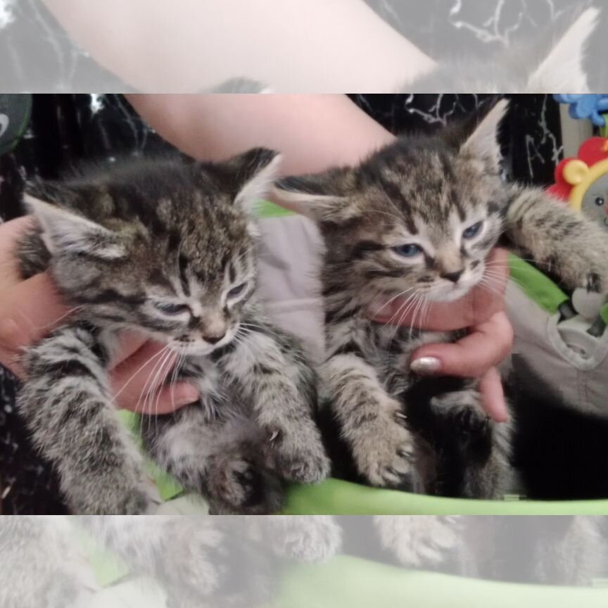 Котята девочки бесплатно