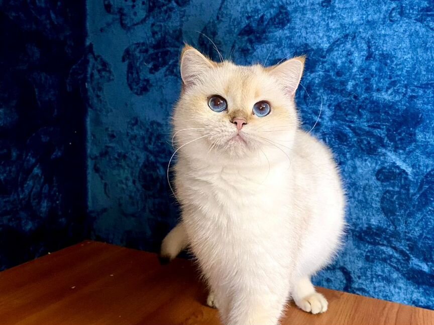 Колорная кошечка в разведение NY 12.33