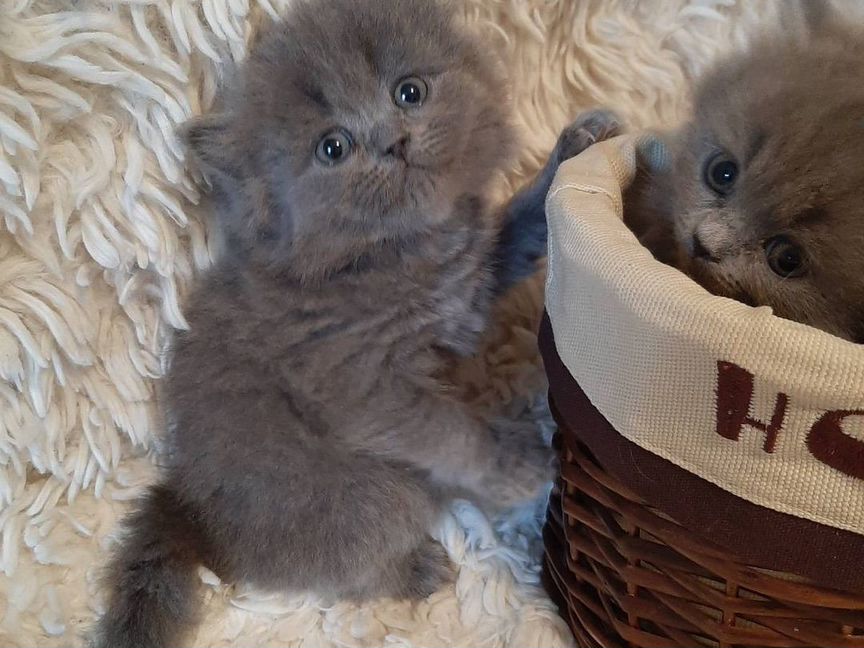 Британские котята купить