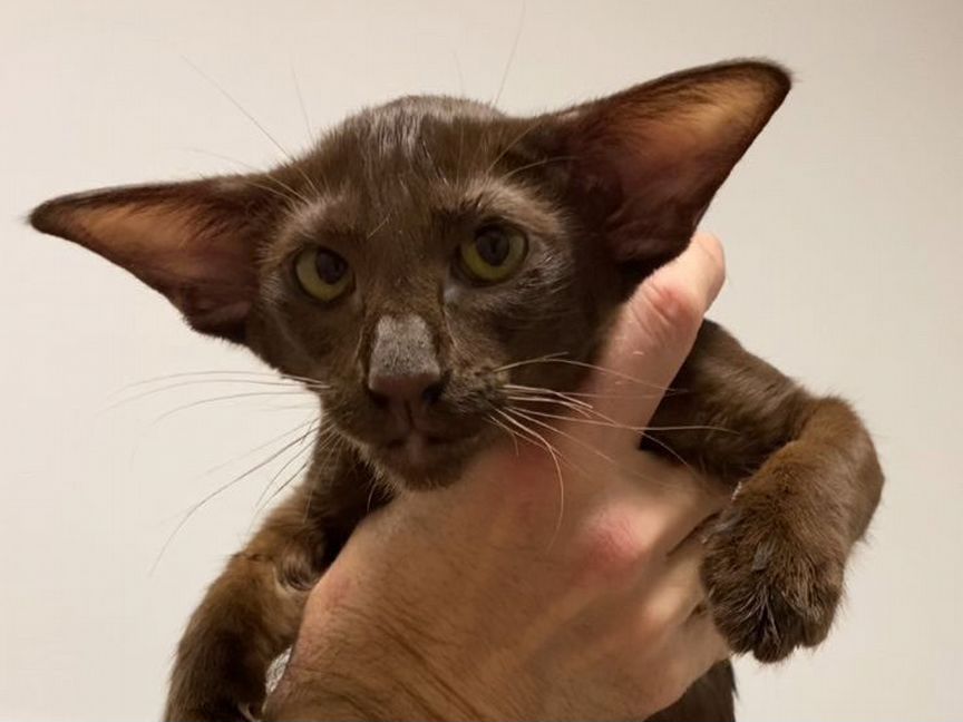 Ориентальная шоколадная девочка