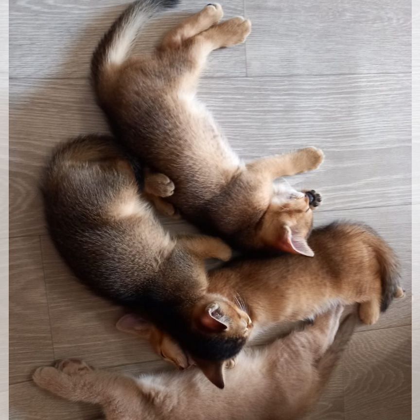 Котята