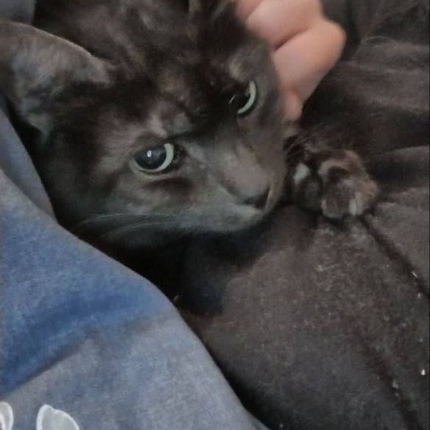 Котики бесплатно