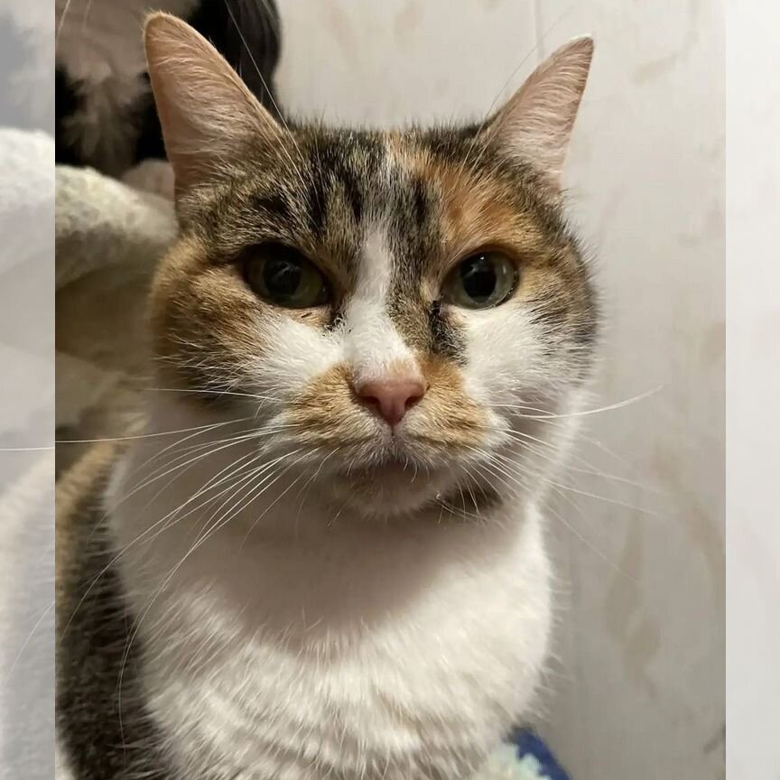 Взрослая кошка в добрые руки