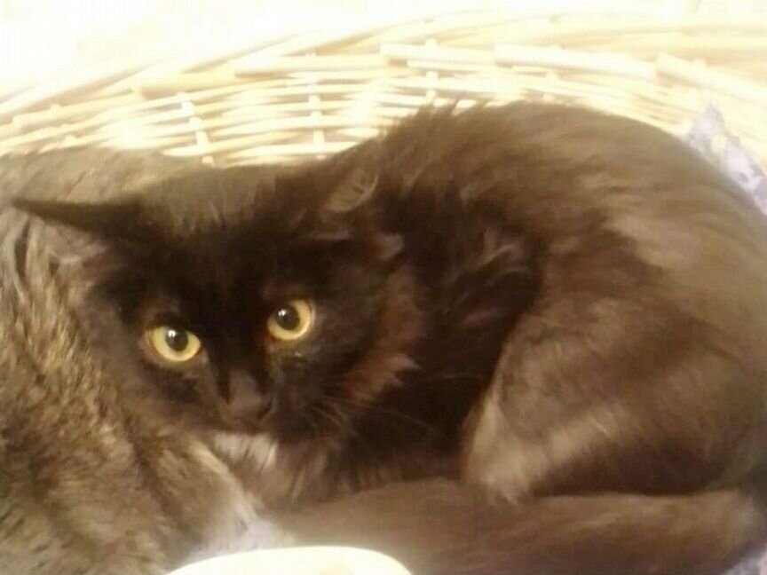 Котёнок-подросток (девочка),нужно время привыкнуть