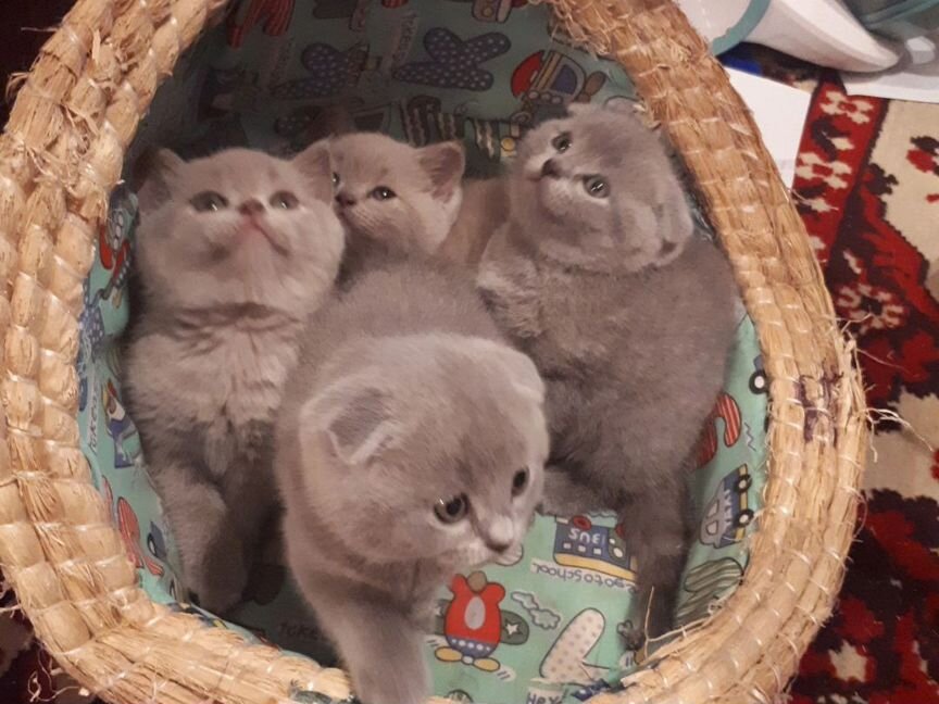 Шотландские лиловые красотули