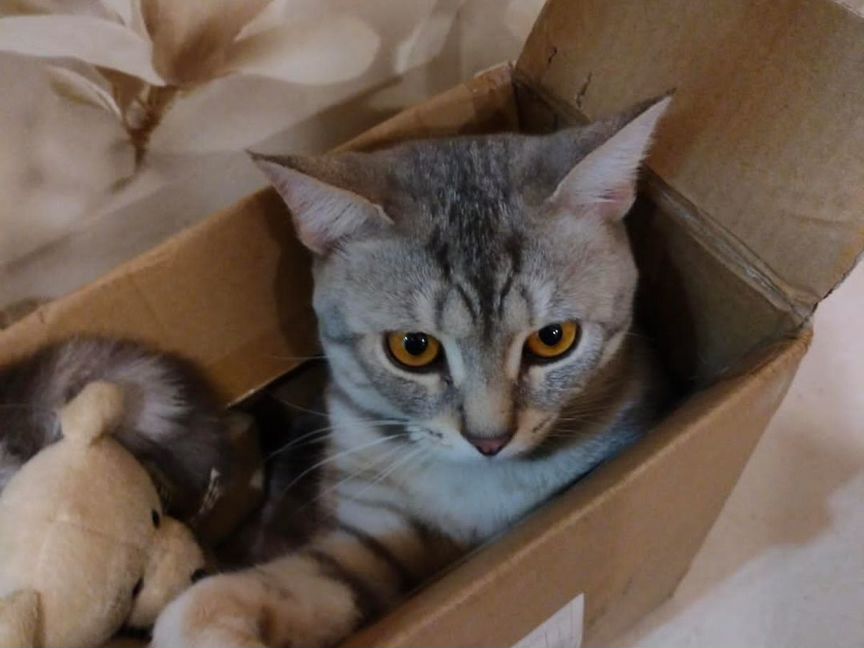Кот Симон на вязку