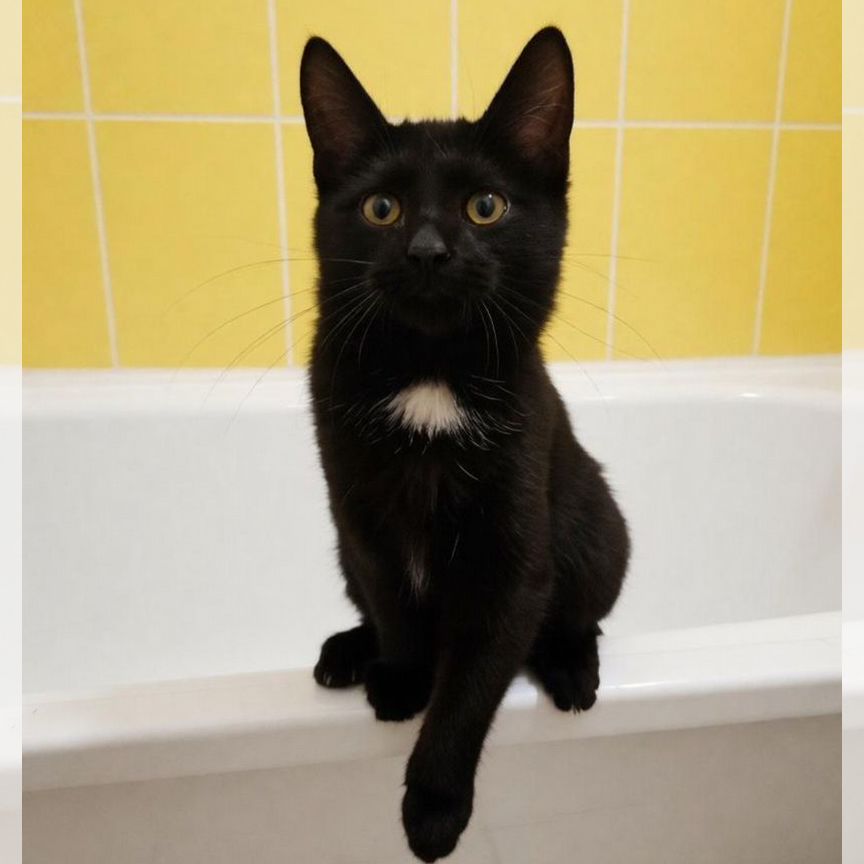 Котёнок в добрые руки