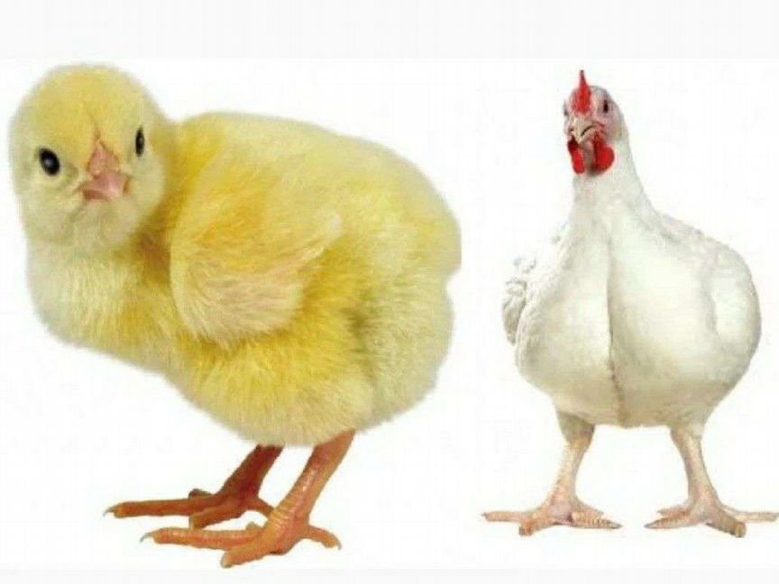 Цыплята Бройллеры Рос 308