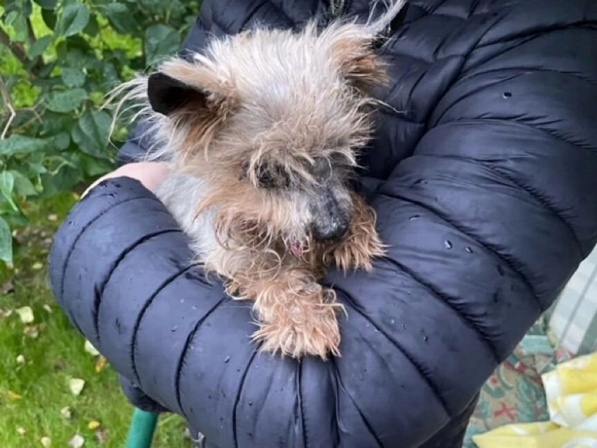 Йоркширский терьер