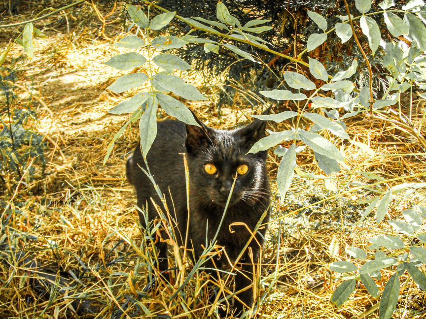 Коты мышеловы