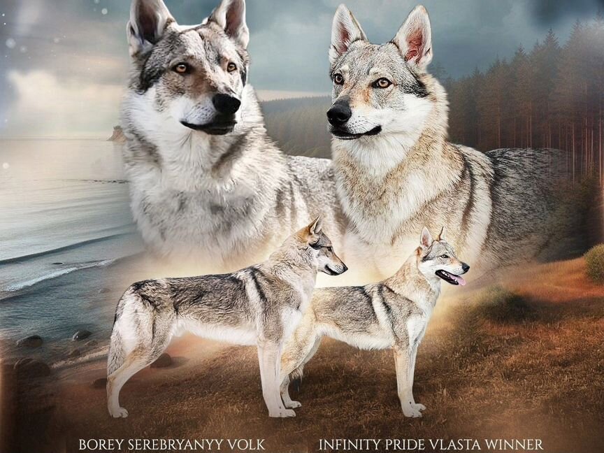 Щенки Чехословацкий влчак