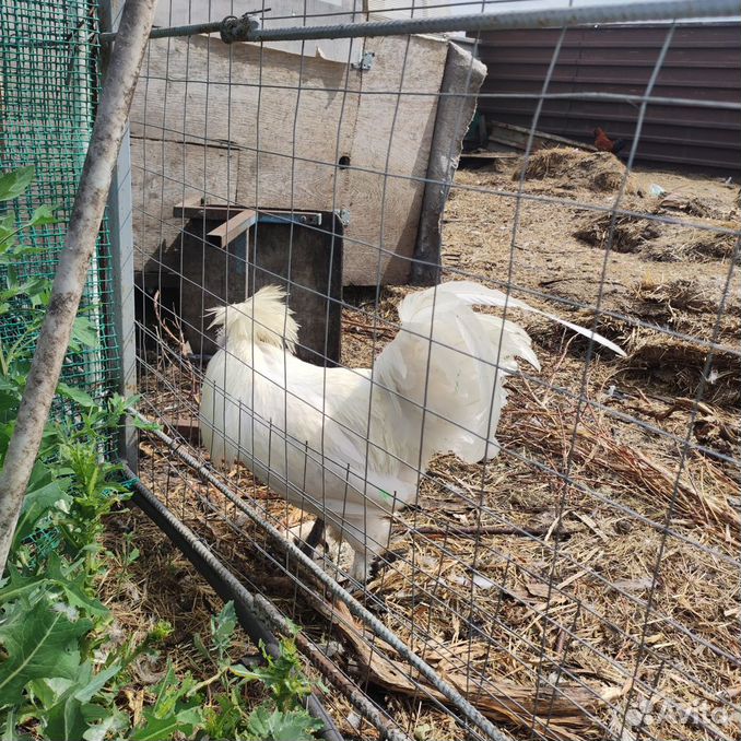 Продам семью турецкая султанка 3+1