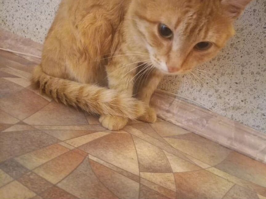 Кот