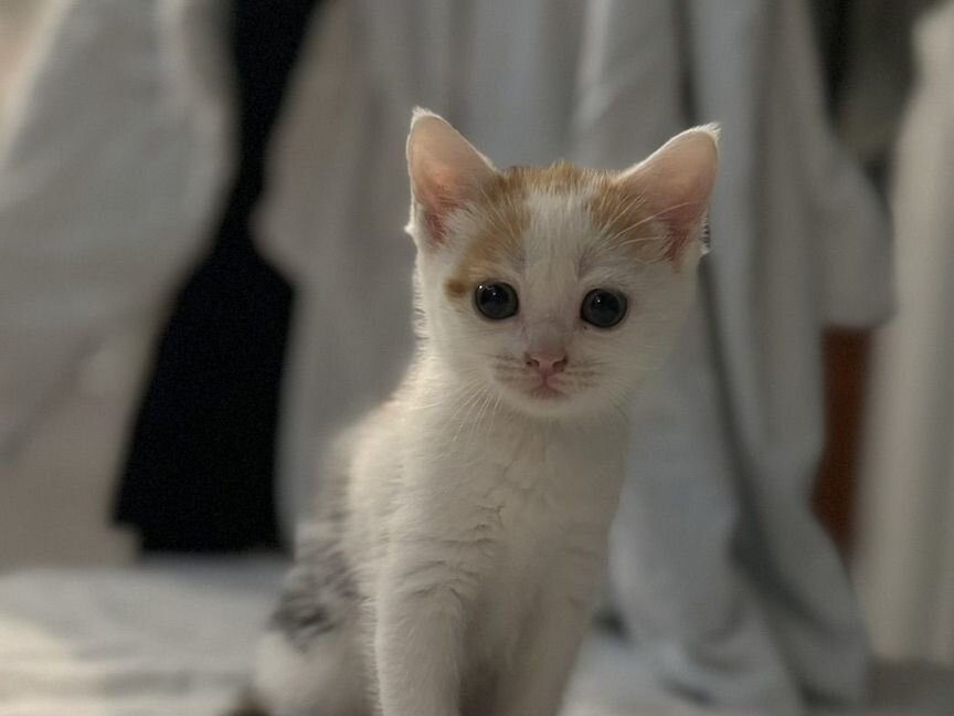 Котенок 1 месяц