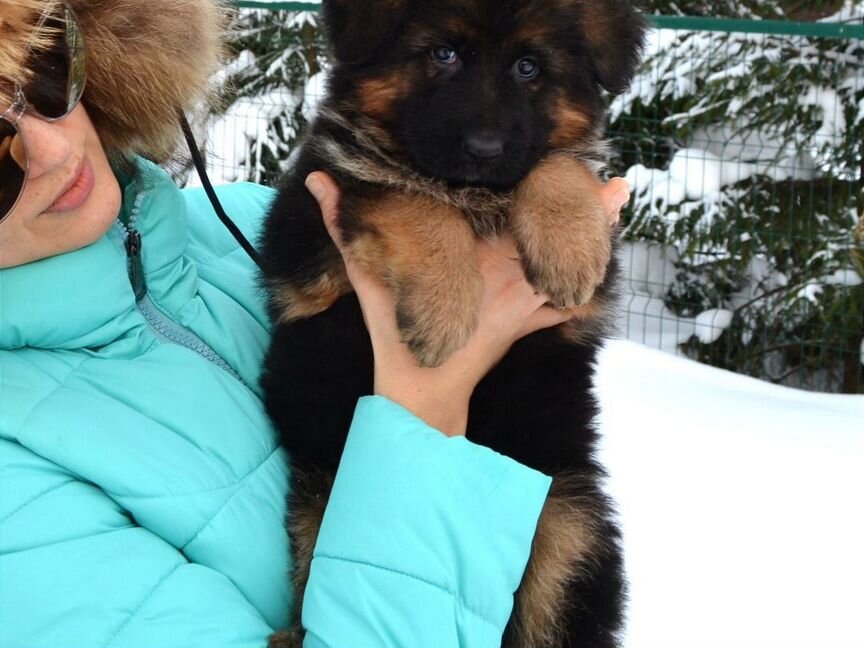 Роскошная сука длинношерстная, РКФ