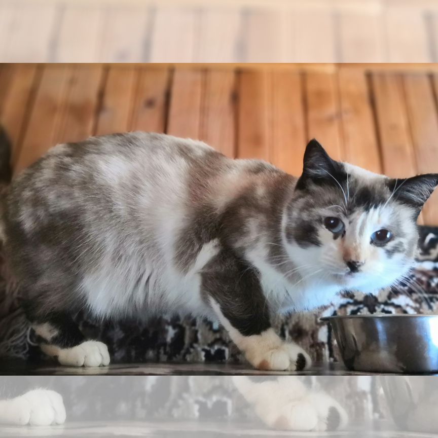 Тайская, взрослая кошка