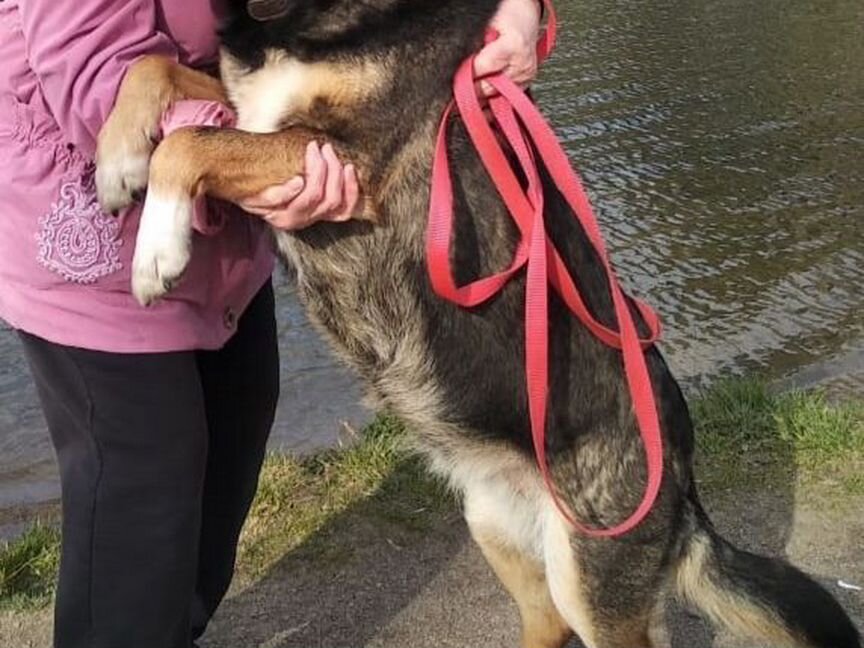 Собака из приюта ждёт своего человека