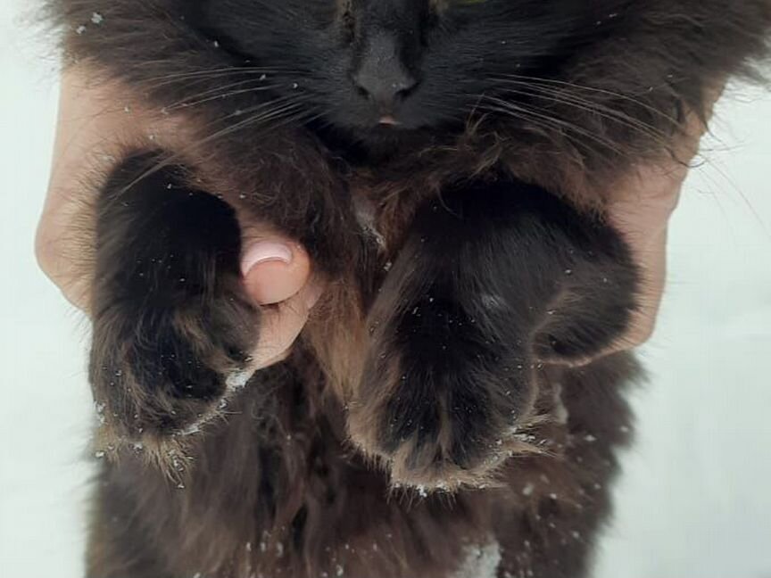 Кошечка 1,5 года ищет семью