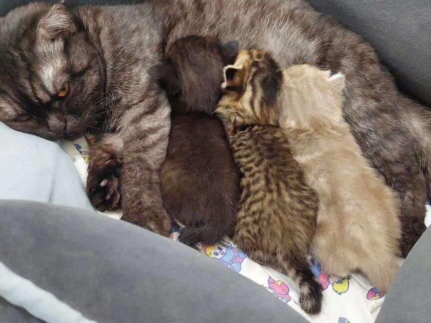 Шотландские вислоухие котята