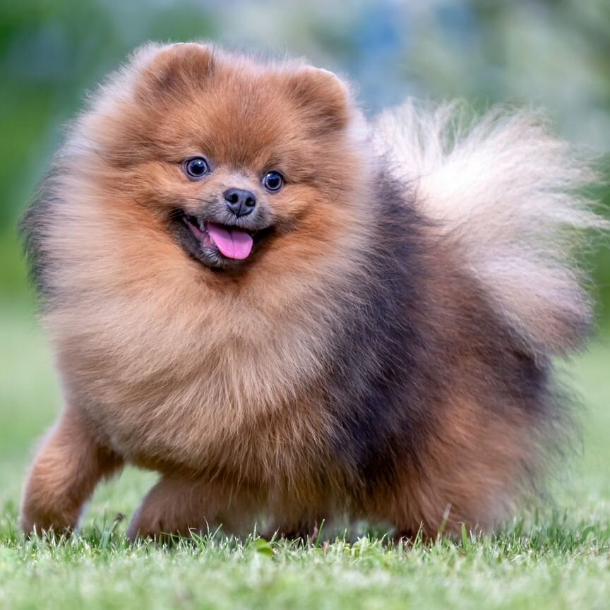 Шпиц мальчишка