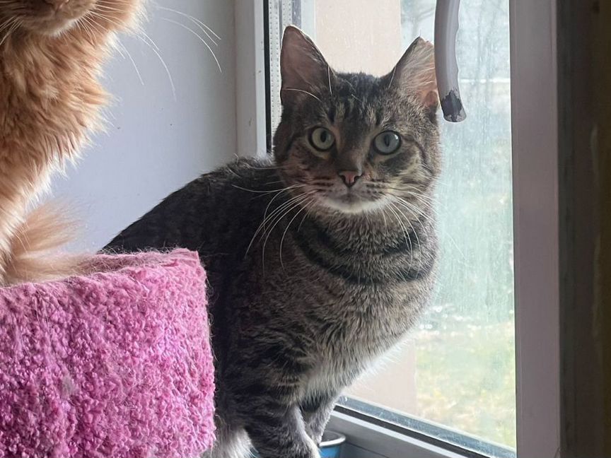 Котик ищет семью