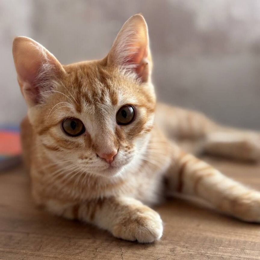 Рыжий котенок ищет дом