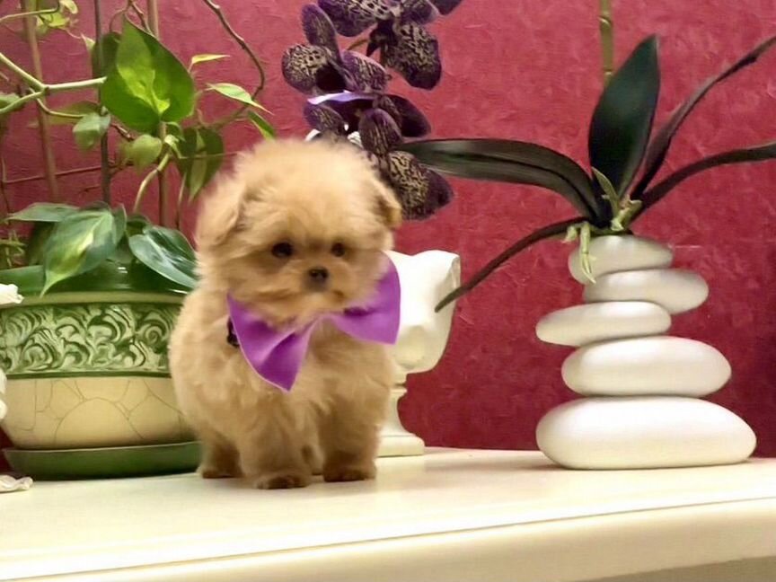 Малтипу девочки и мальчики