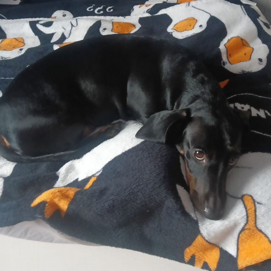 Такса девочка