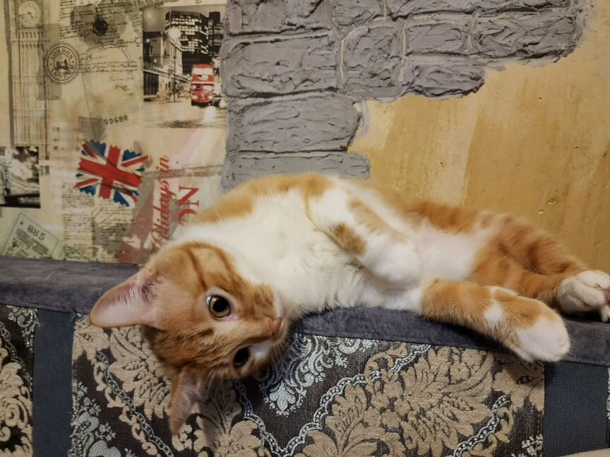 Кошка ищет дом